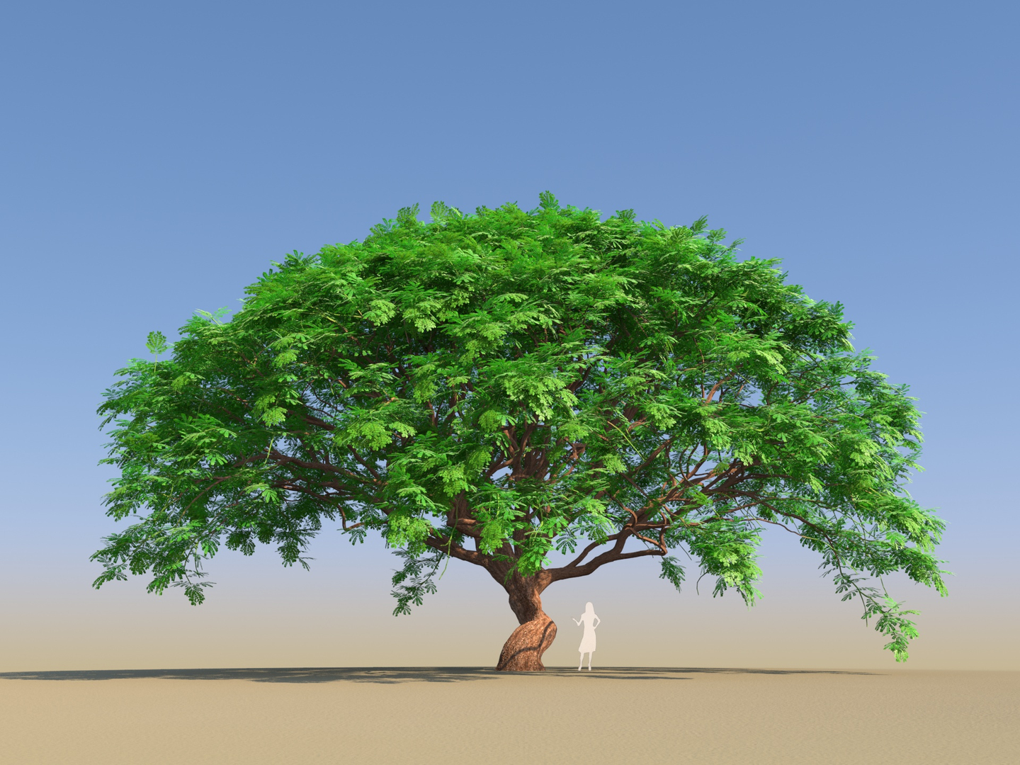 Samanea Saman Set 3D Model - TurboSquid 1978502