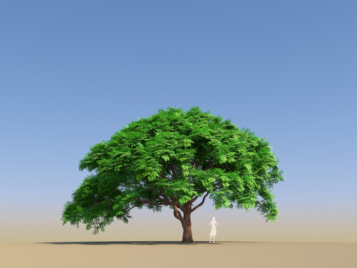 Samanea Saman Set 3D Model - TurboSquid 1978502