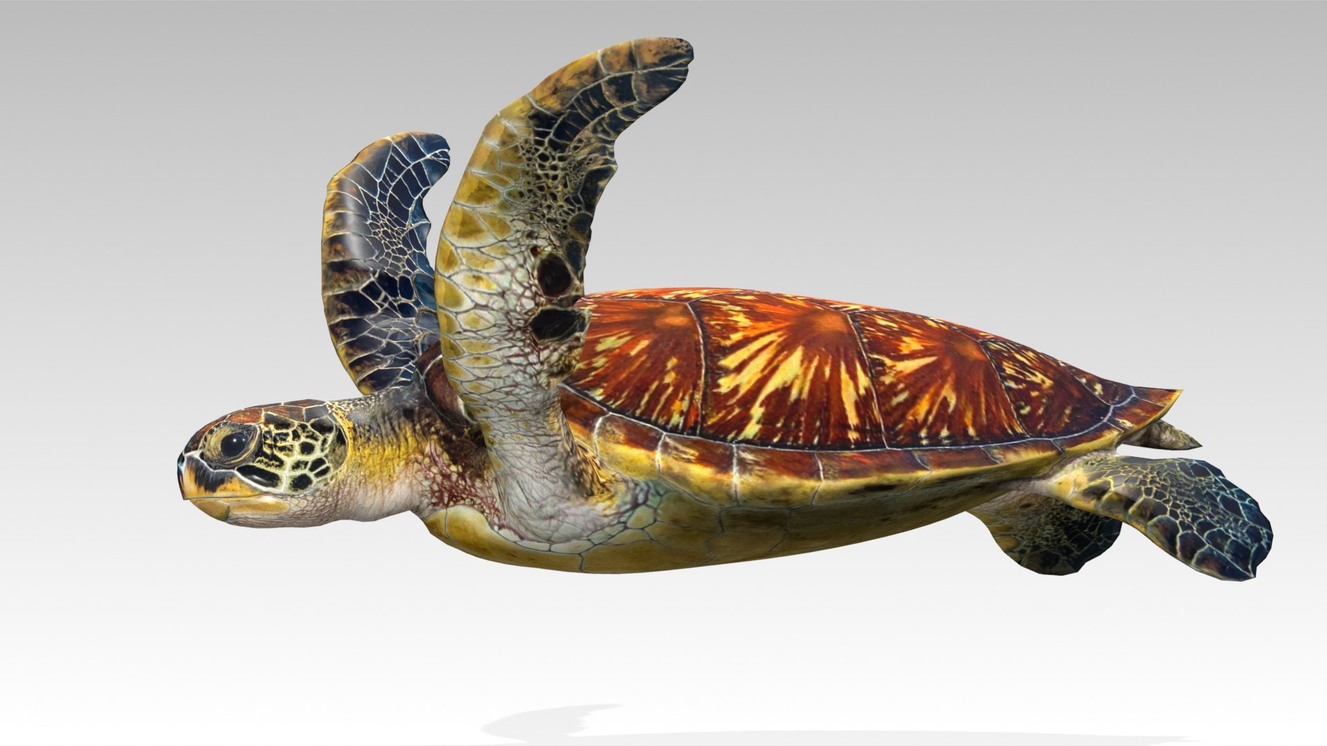 Green Sea Turtle Animated 3D Model - TurboSquid 2516203
