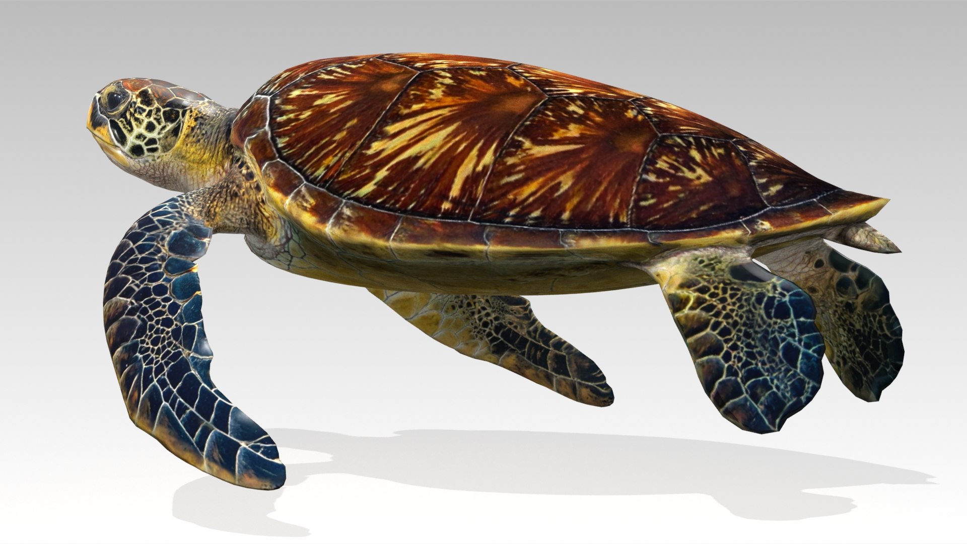Green Sea Turtle Animated 3D Model - TurboSquid 2516203