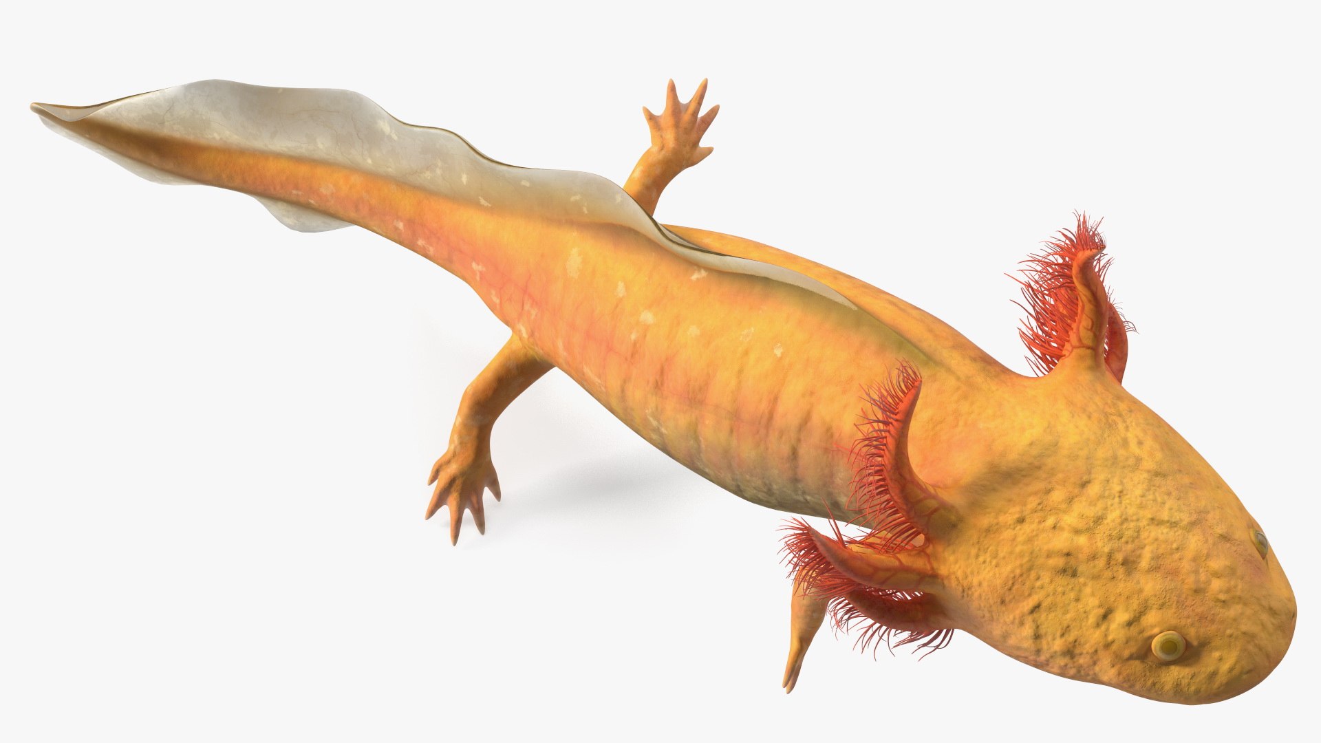 Gold Mexican Salamander 3D Model - TurboSquid 2209663