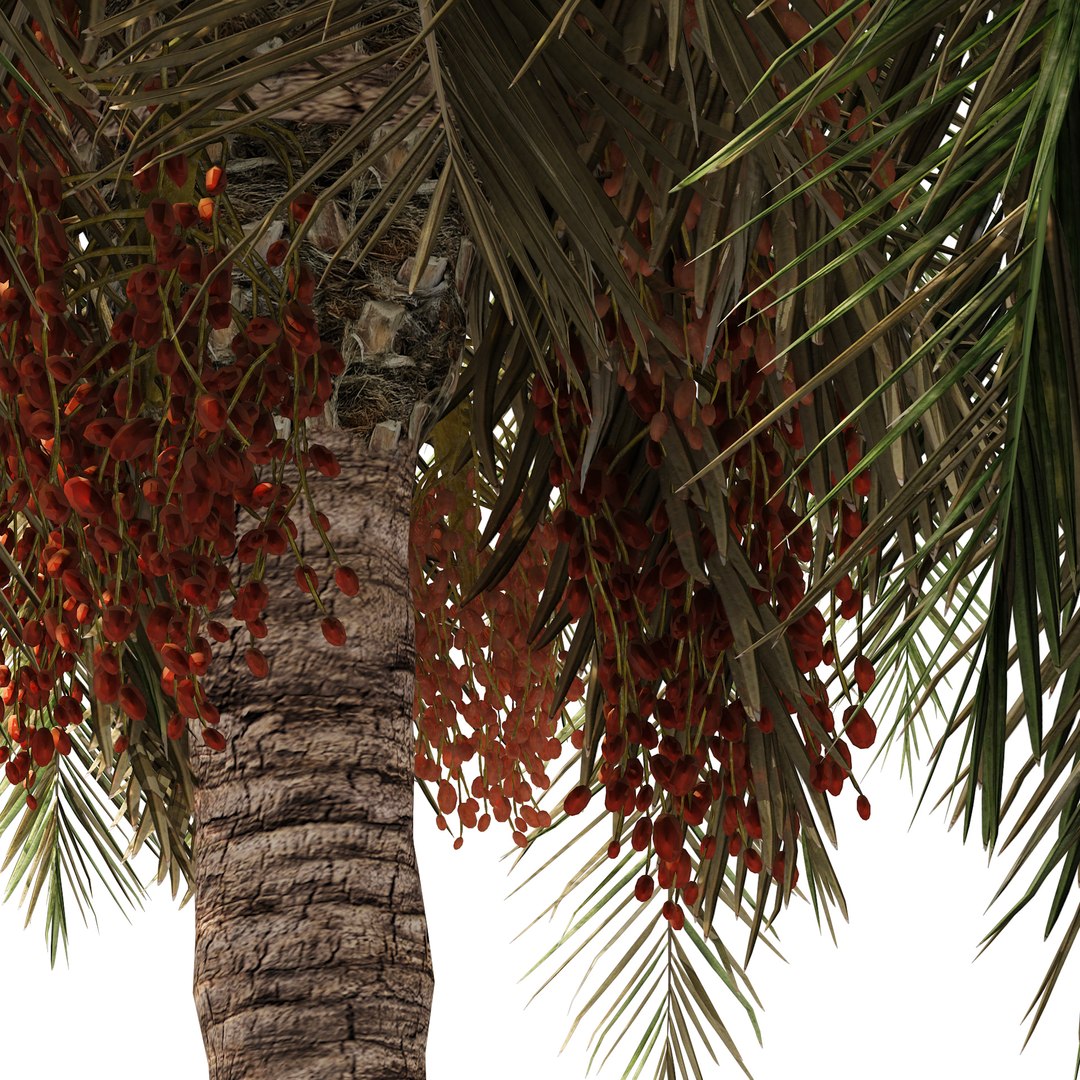 6 Date Palm Trees 3D Model - TurboSquid 1893197