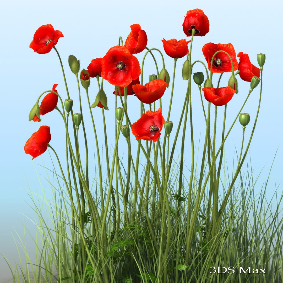 3D Poppies Capsule - TurboSquid 1163582