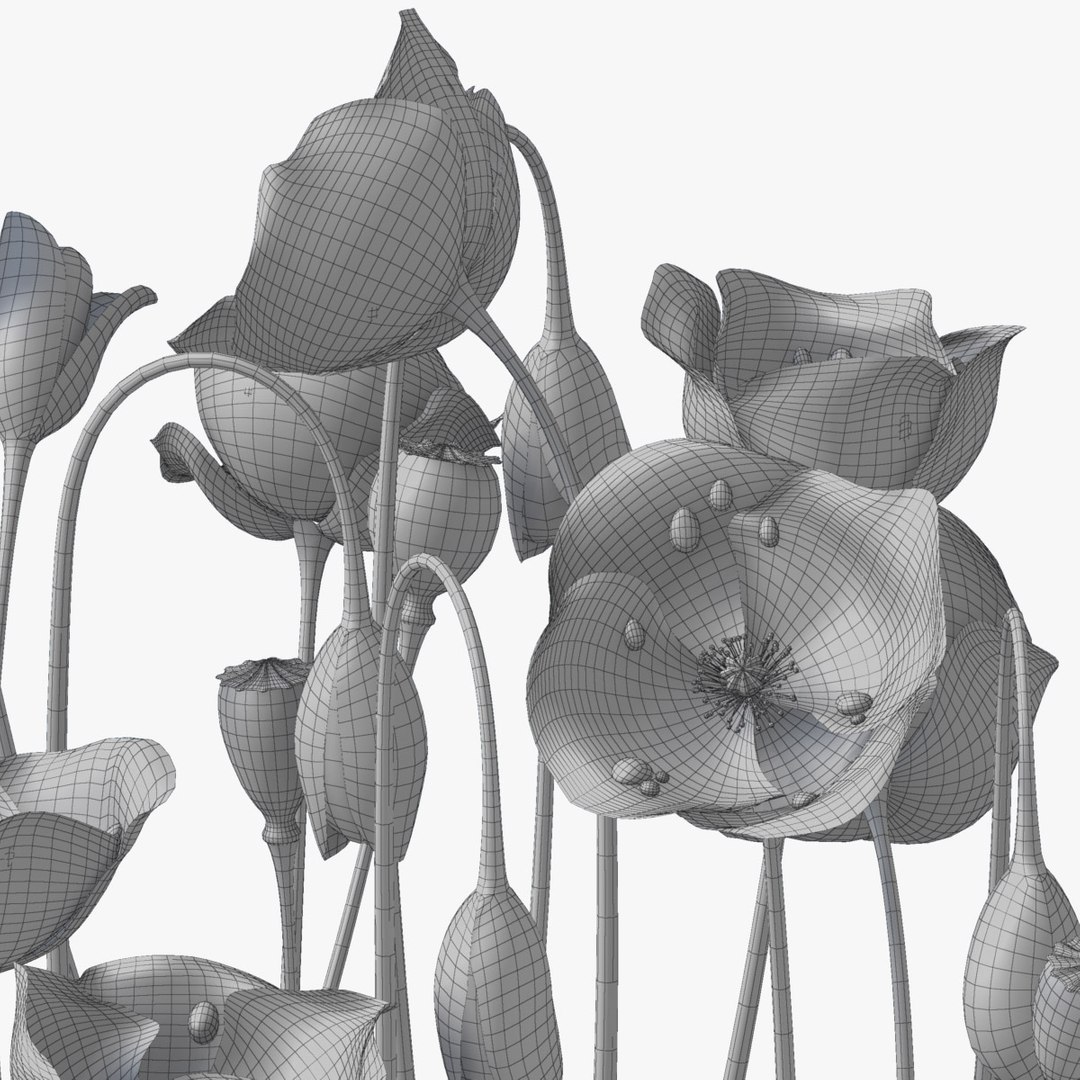 3D Poppies Capsule - TurboSquid 1163582