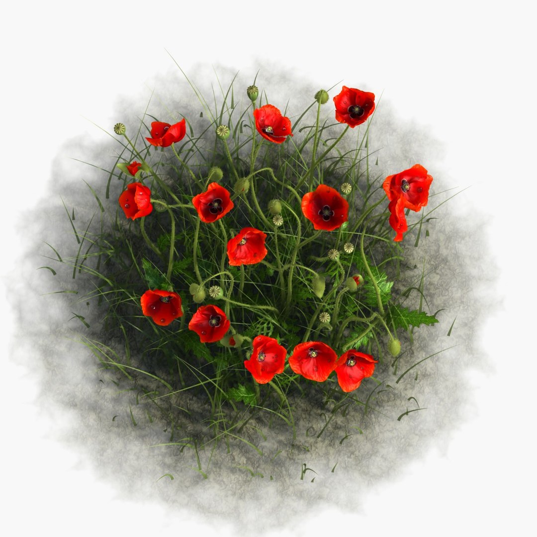3D Poppies Capsule - TurboSquid 1163582