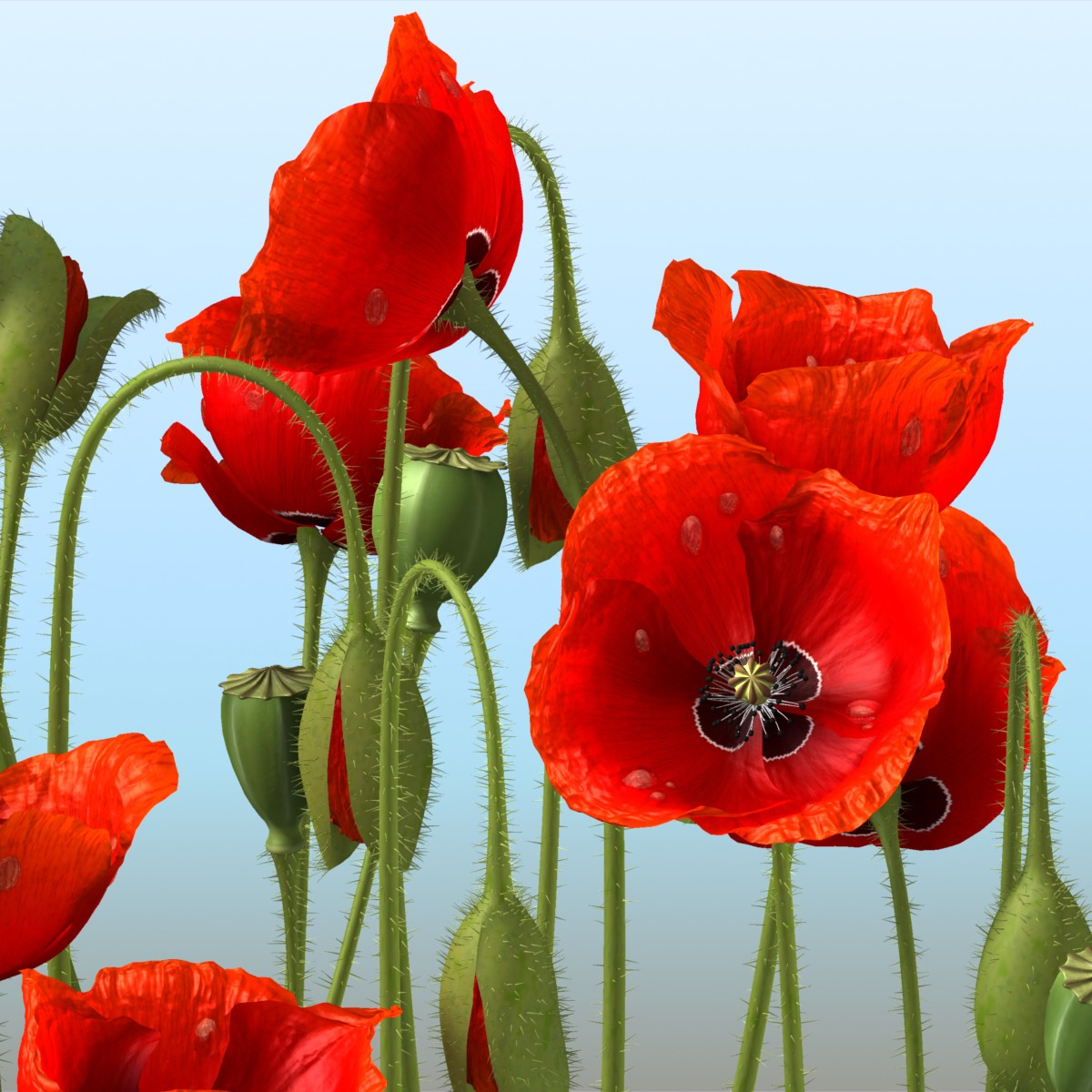 3D poppies capsule - TurboSquid 1163582