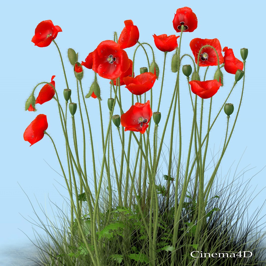 3D Poppies Capsule - TurboSquid 1163582