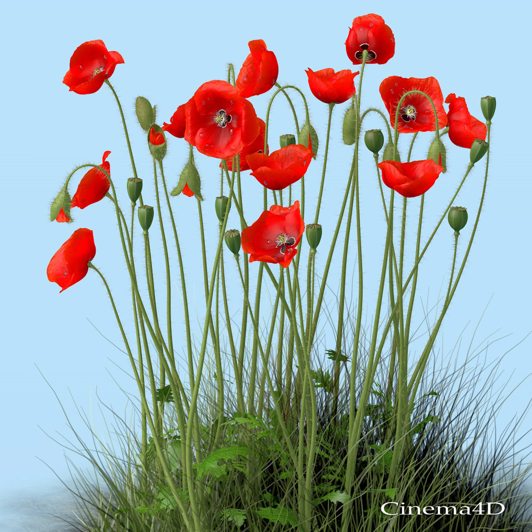 3D poppies capsule - TurboSquid 1163582