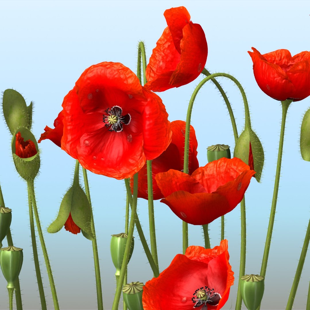 3D Poppies Capsule - TurboSquid 1163582