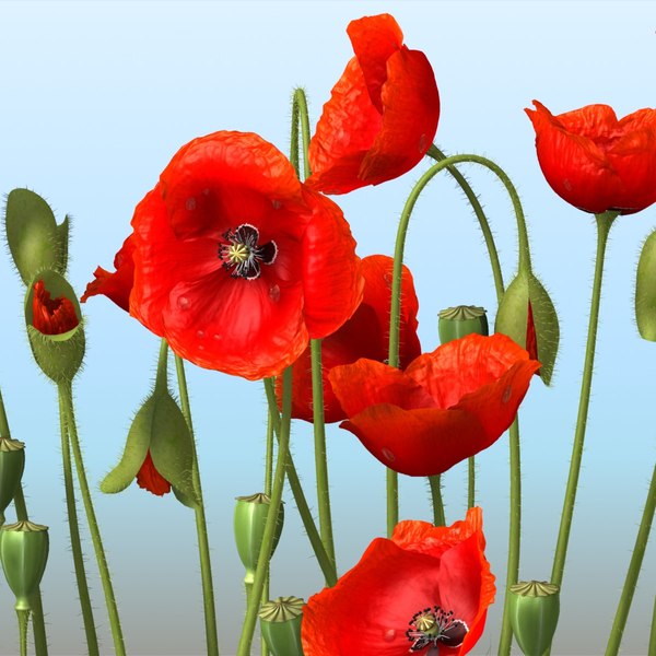 3D poppies capsule - TurboSquid 1163582