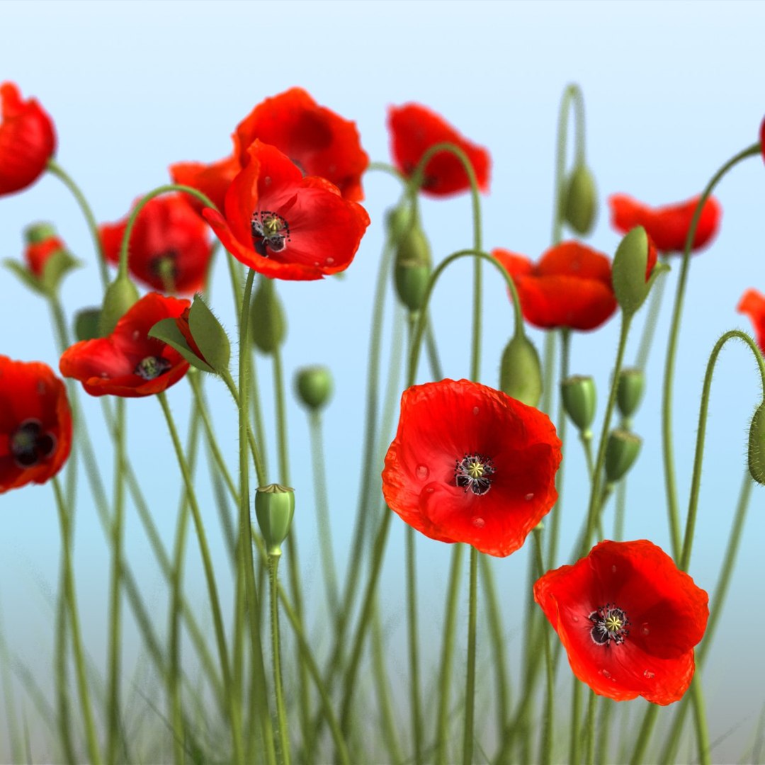 3D Poppies Capsule - TurboSquid 1163582