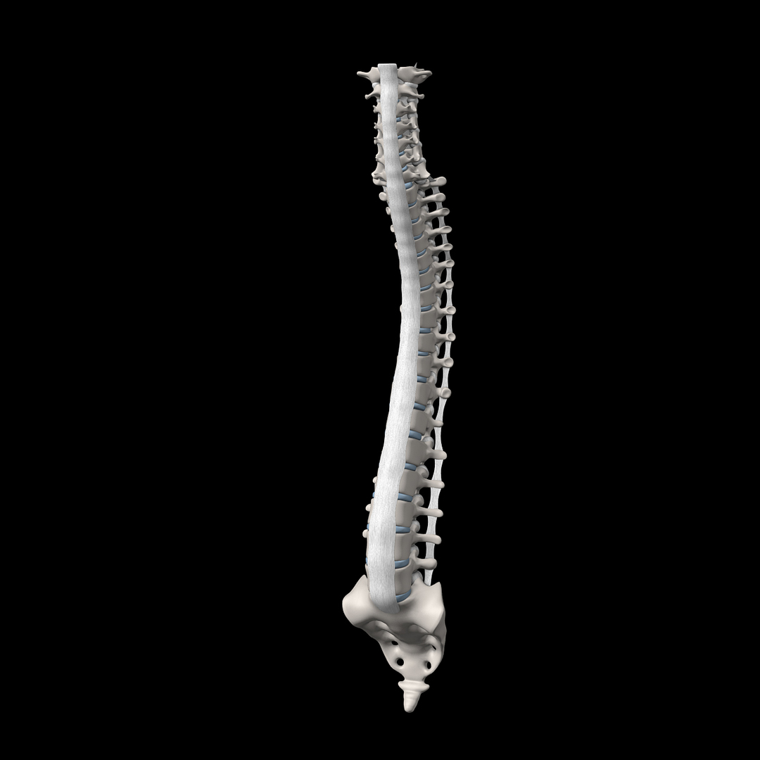 Esqueleto humano Modelo 3D - TurboSquid 750179