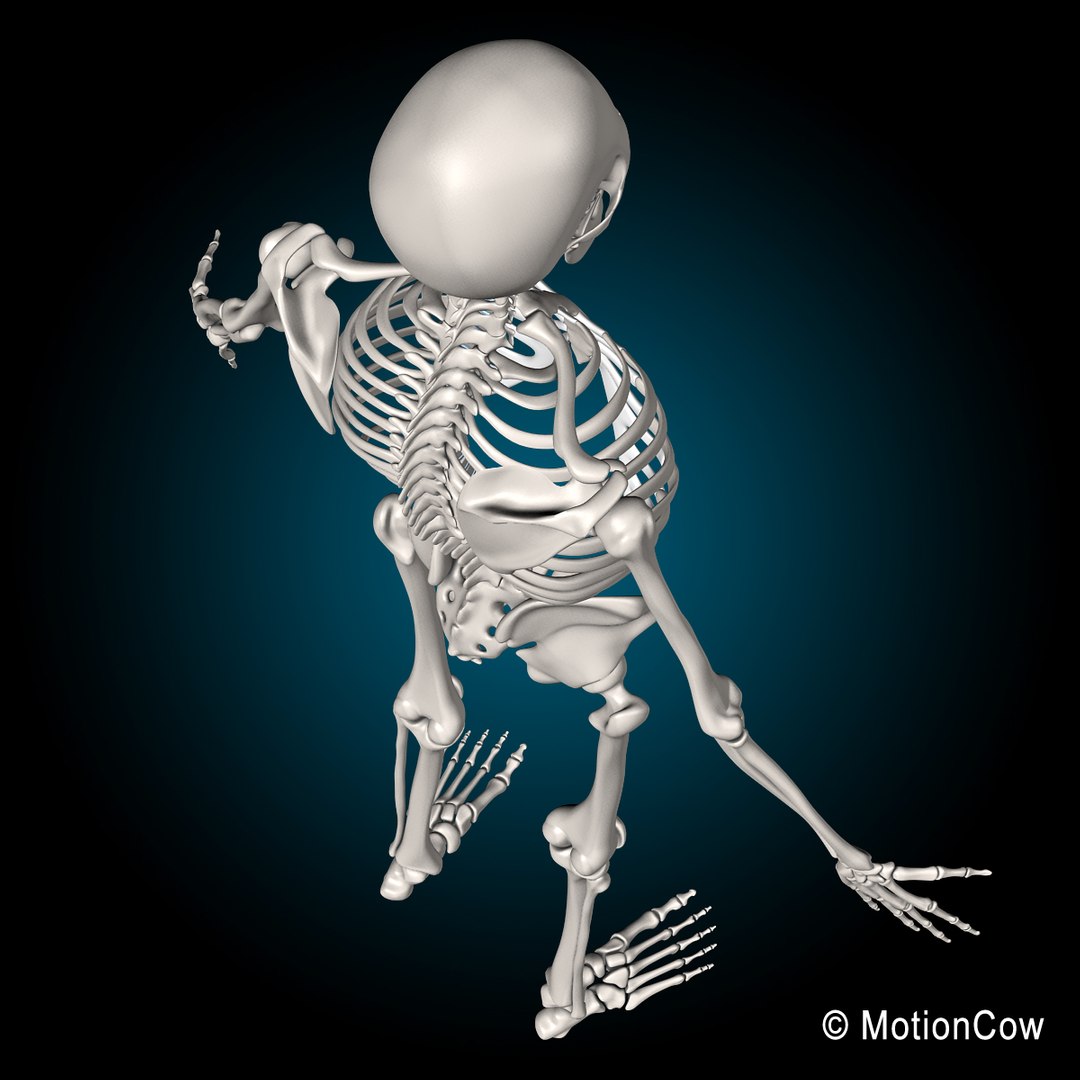 3d model human skeletal skeleton bones