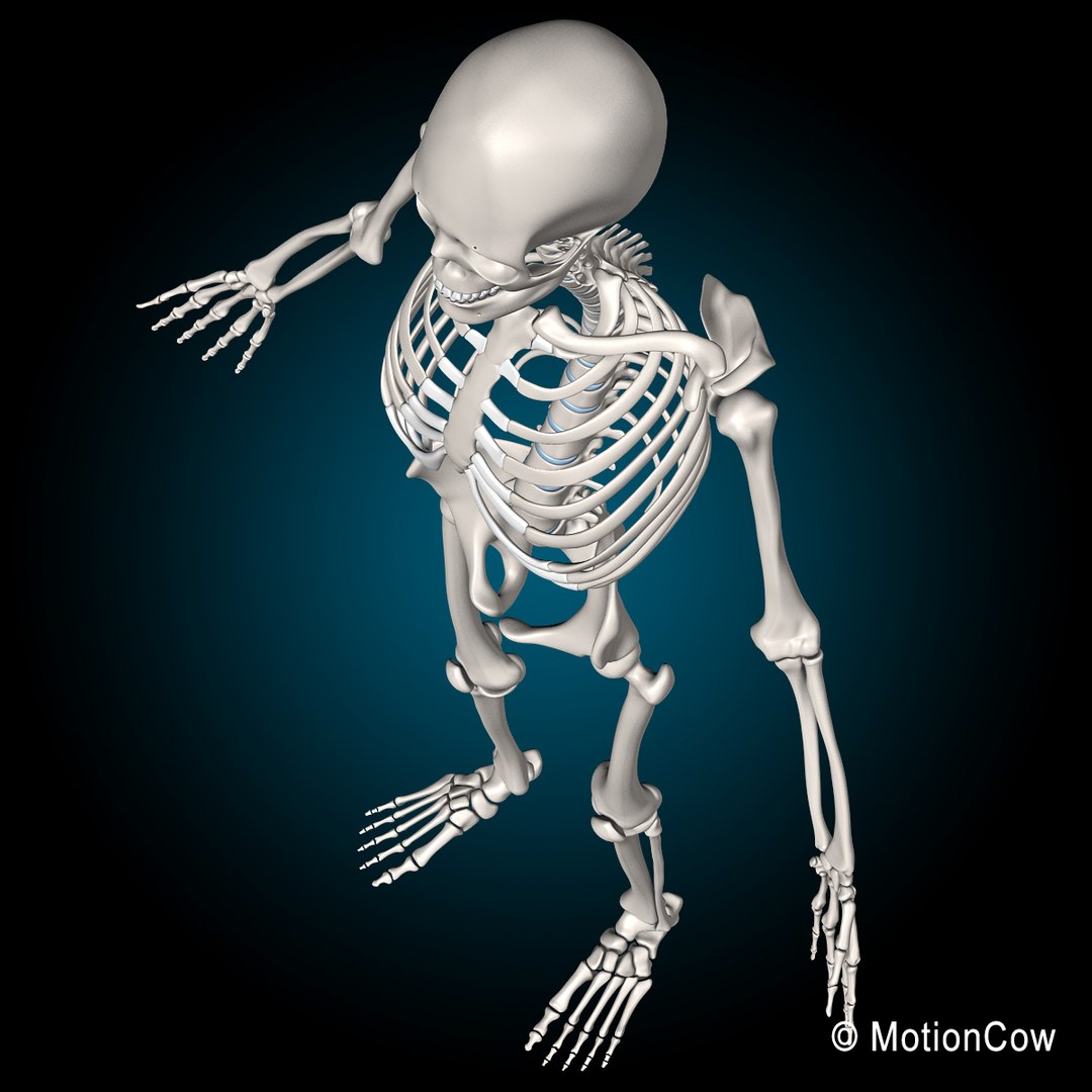3d model human skeletal skeleton bones