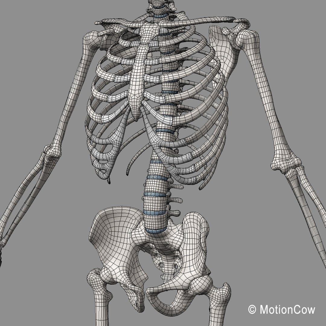 3d model human skeletal skeleton bones