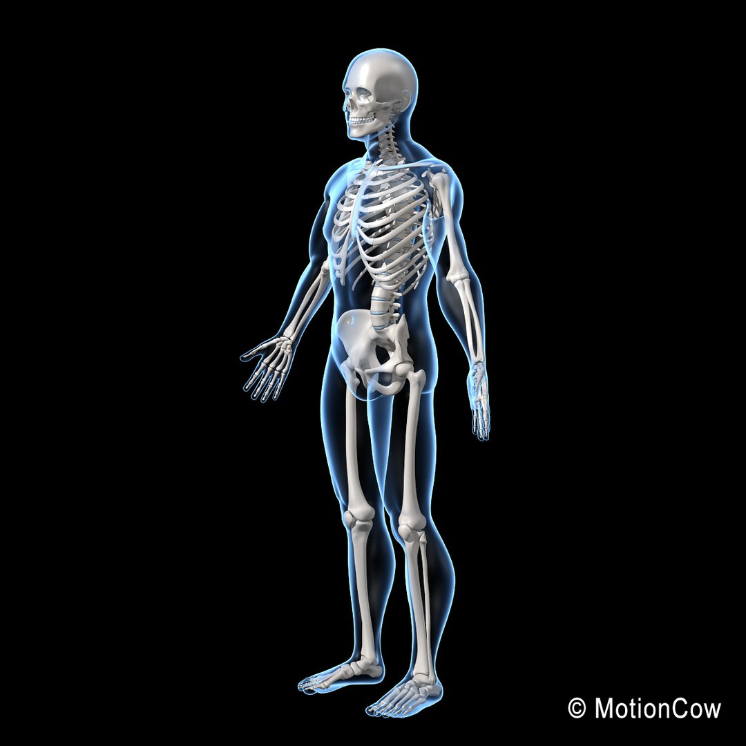 3d model human skeletal skeleton bones