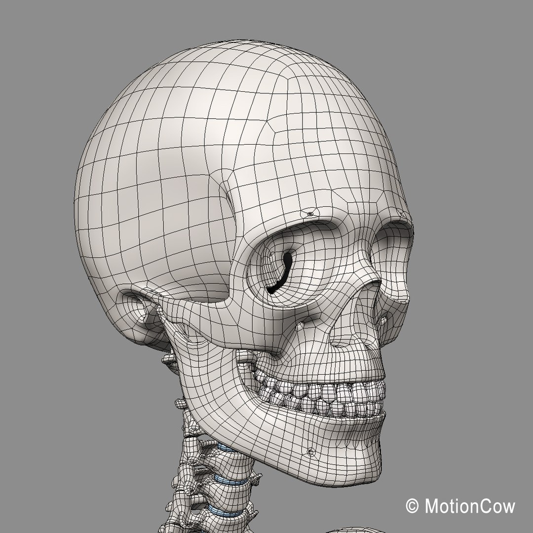 3d model human skeletal skeleton bones