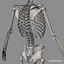 3d Model Human Skeletal Skeleton Bones