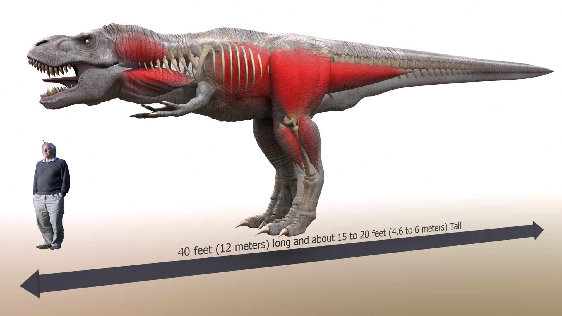 T Rex Stationary Walk Cycle 3D Model - TurboSquid 1225107