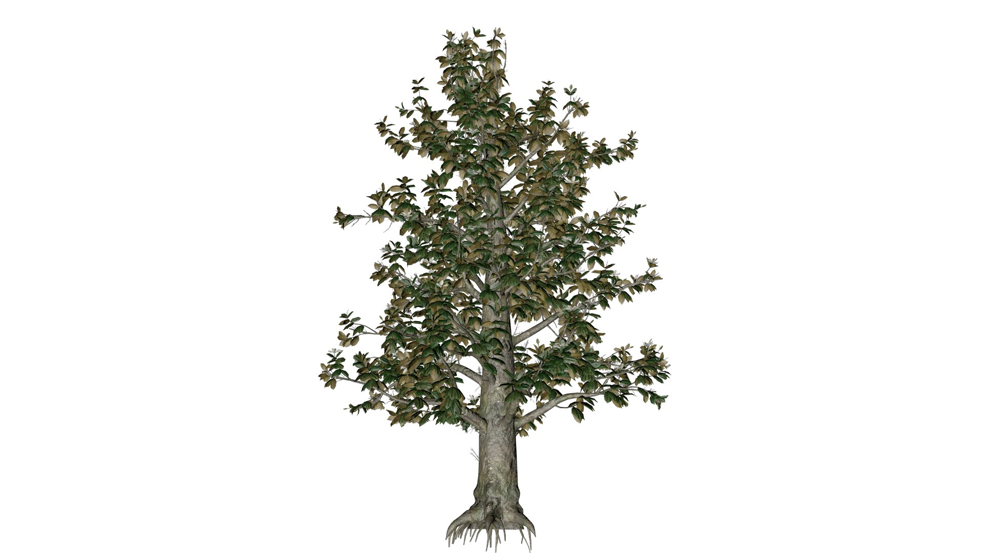 3D Southern Magnolia Tree - 05 - - TurboSquid 2377820