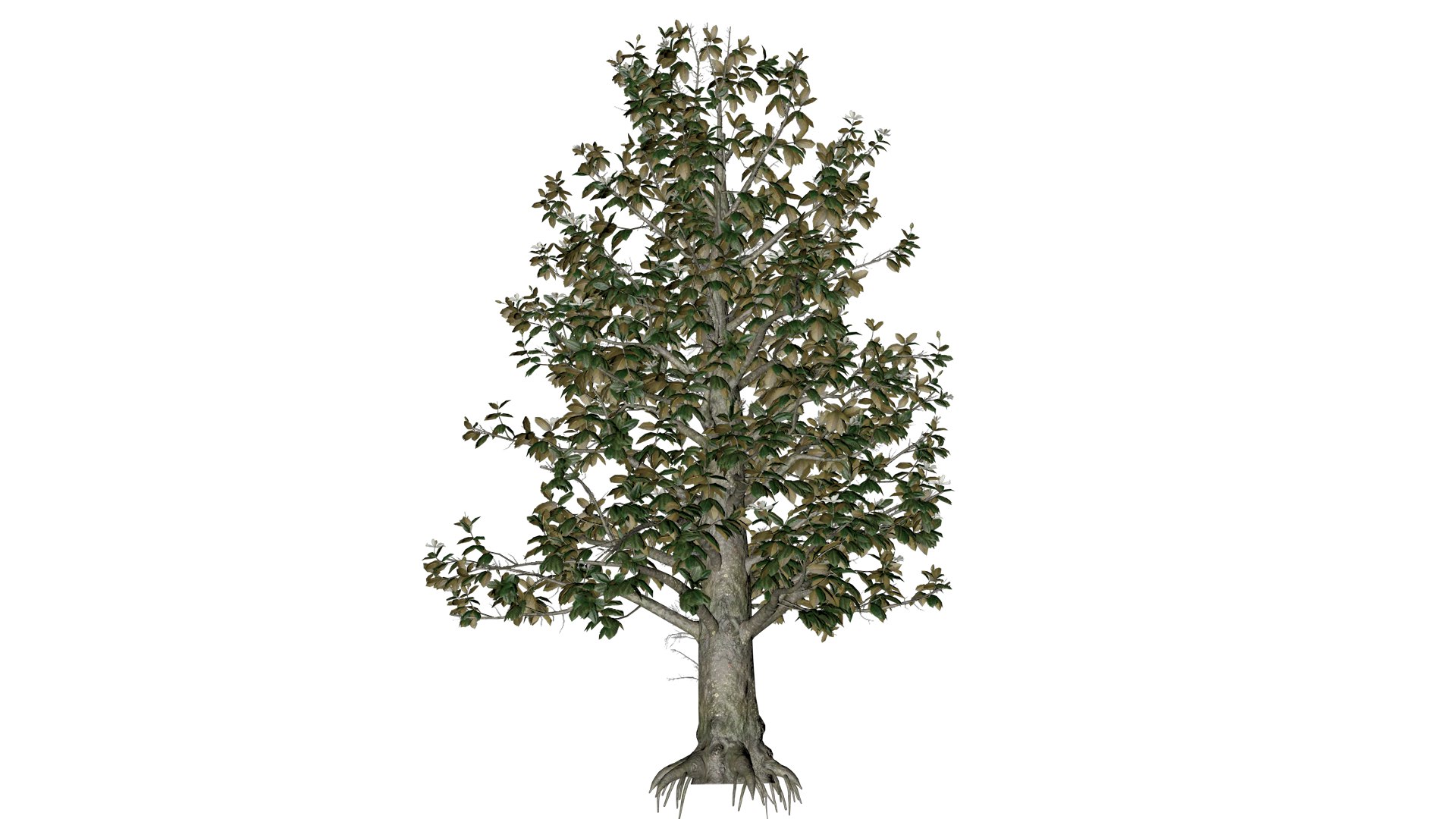 3D Southern Magnolia Tree - 05 - - TurboSquid 2377820