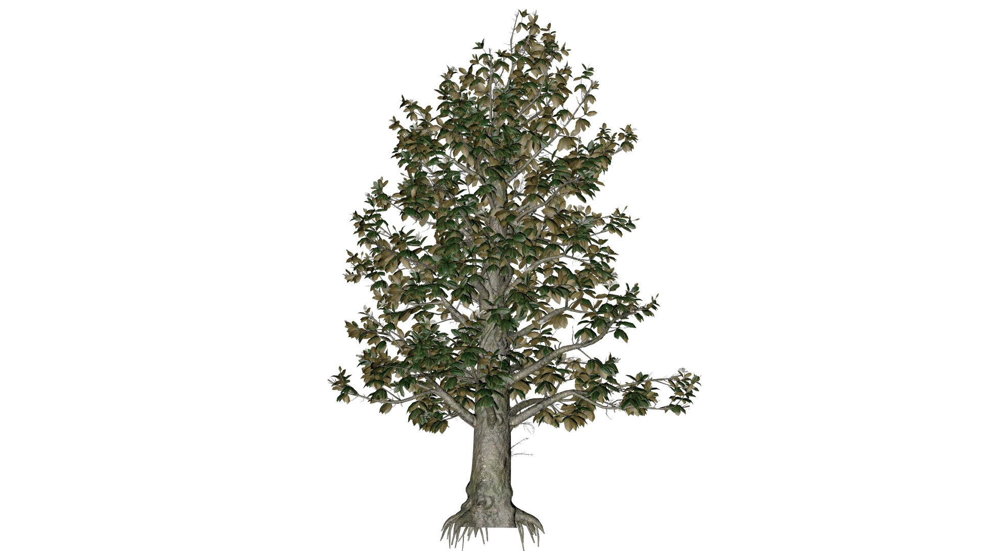 3D Southern Magnolia Tree - 05 - - TurboSquid 2377820