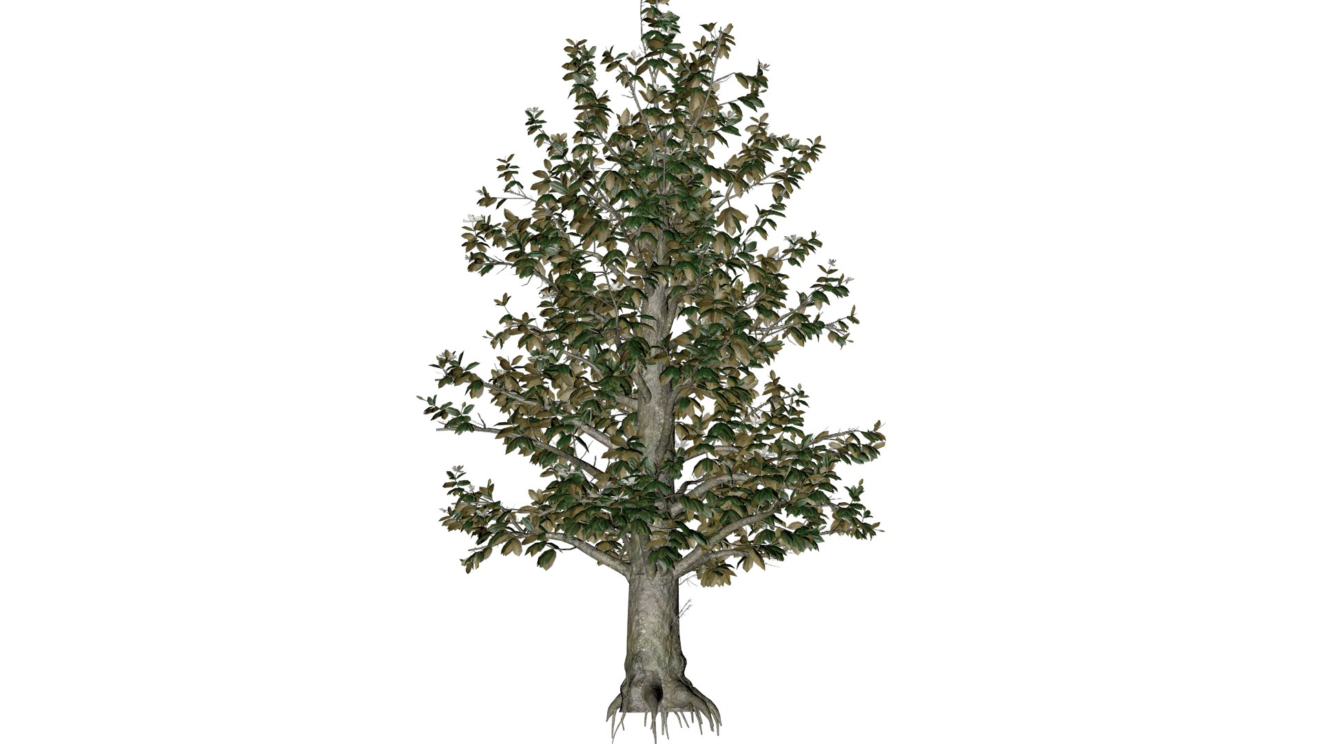 3D Southern Magnolia Tree - 05 - - TurboSquid 2377820