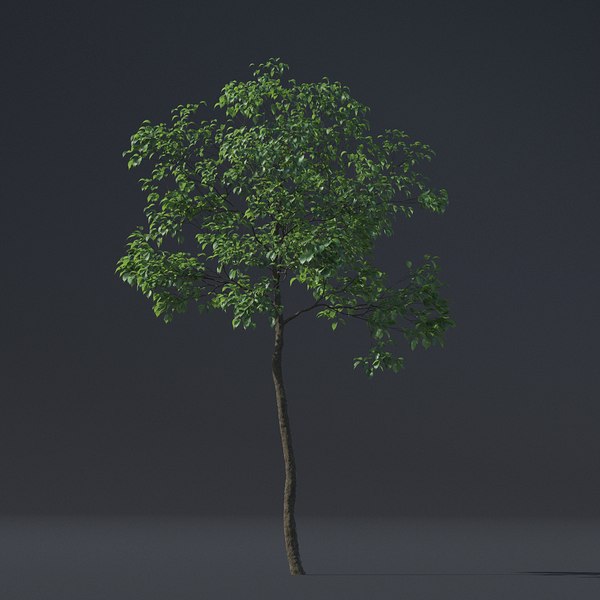Tree 3D - TurboSquid 1323334