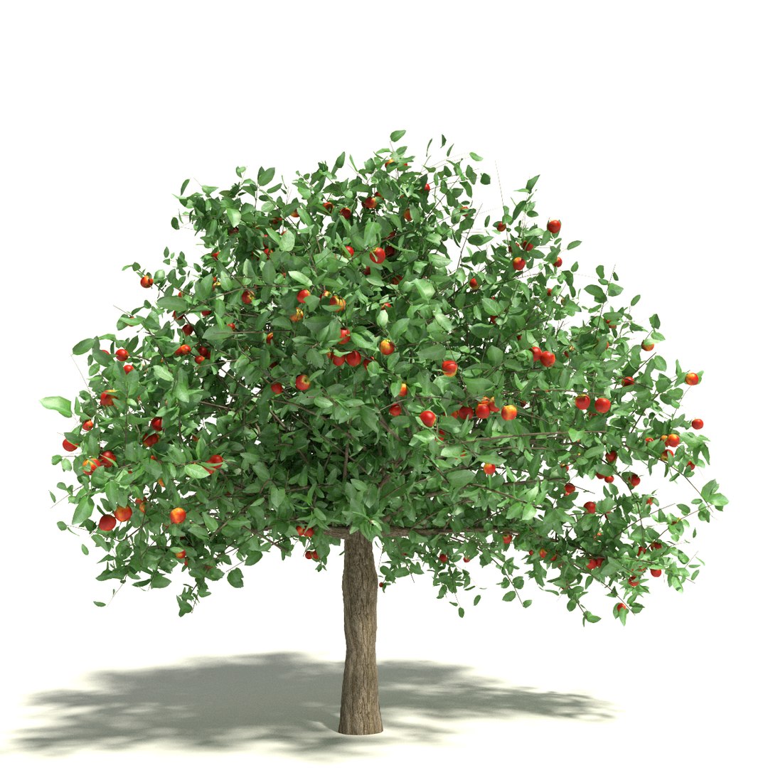 Apple Tree 3D - TurboSquid 791448