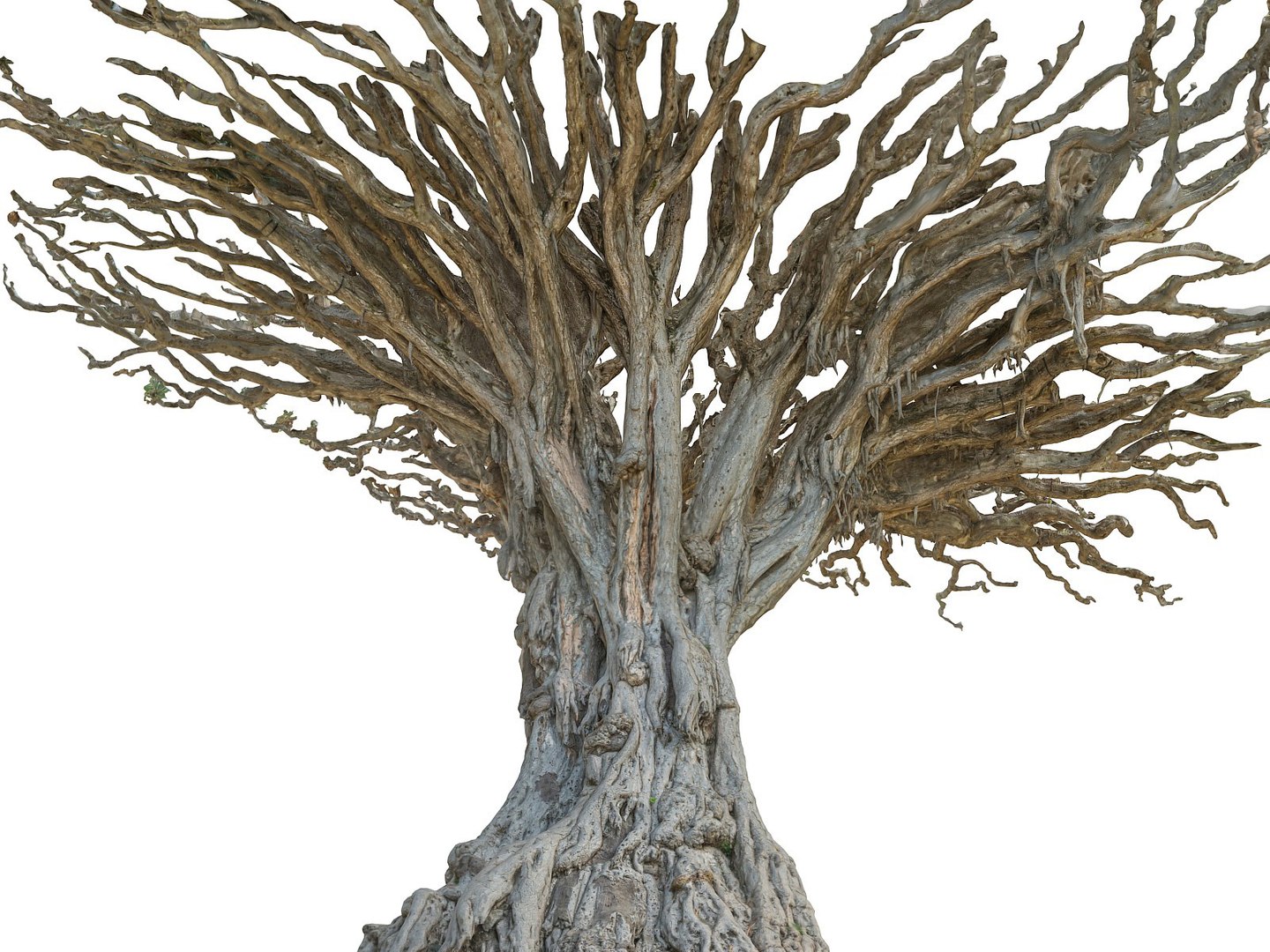 Dragon Tree Old 3d Model
