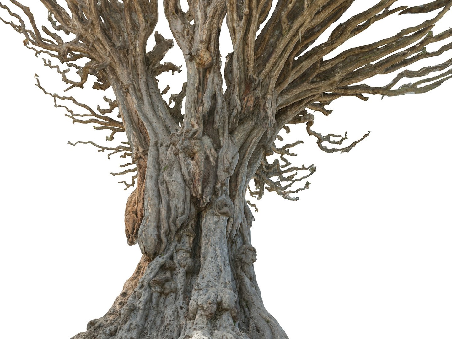 Dragon Tree Old 3d Model