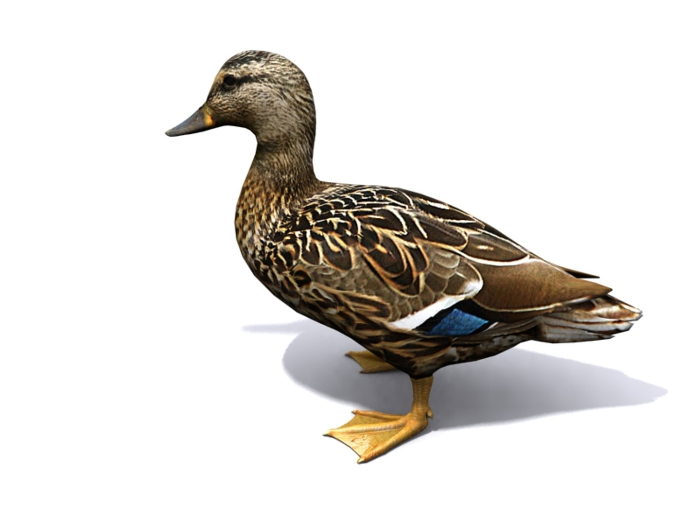3d Model Duck