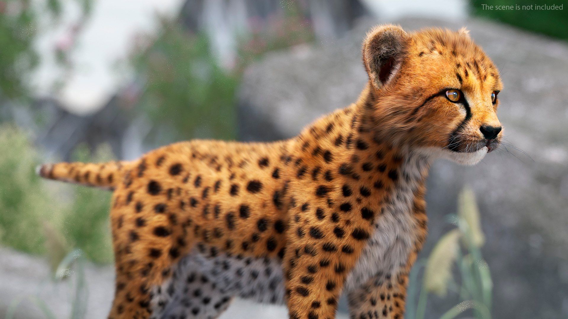 Cheetah Cub Fur 3D Model - TurboSquid 2359057
