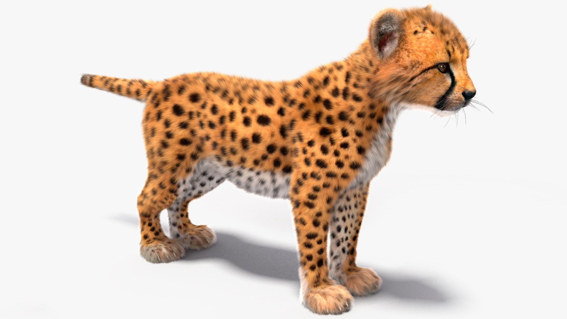 Cheetah Cub Fur 3D Model - TurboSquid 2359057