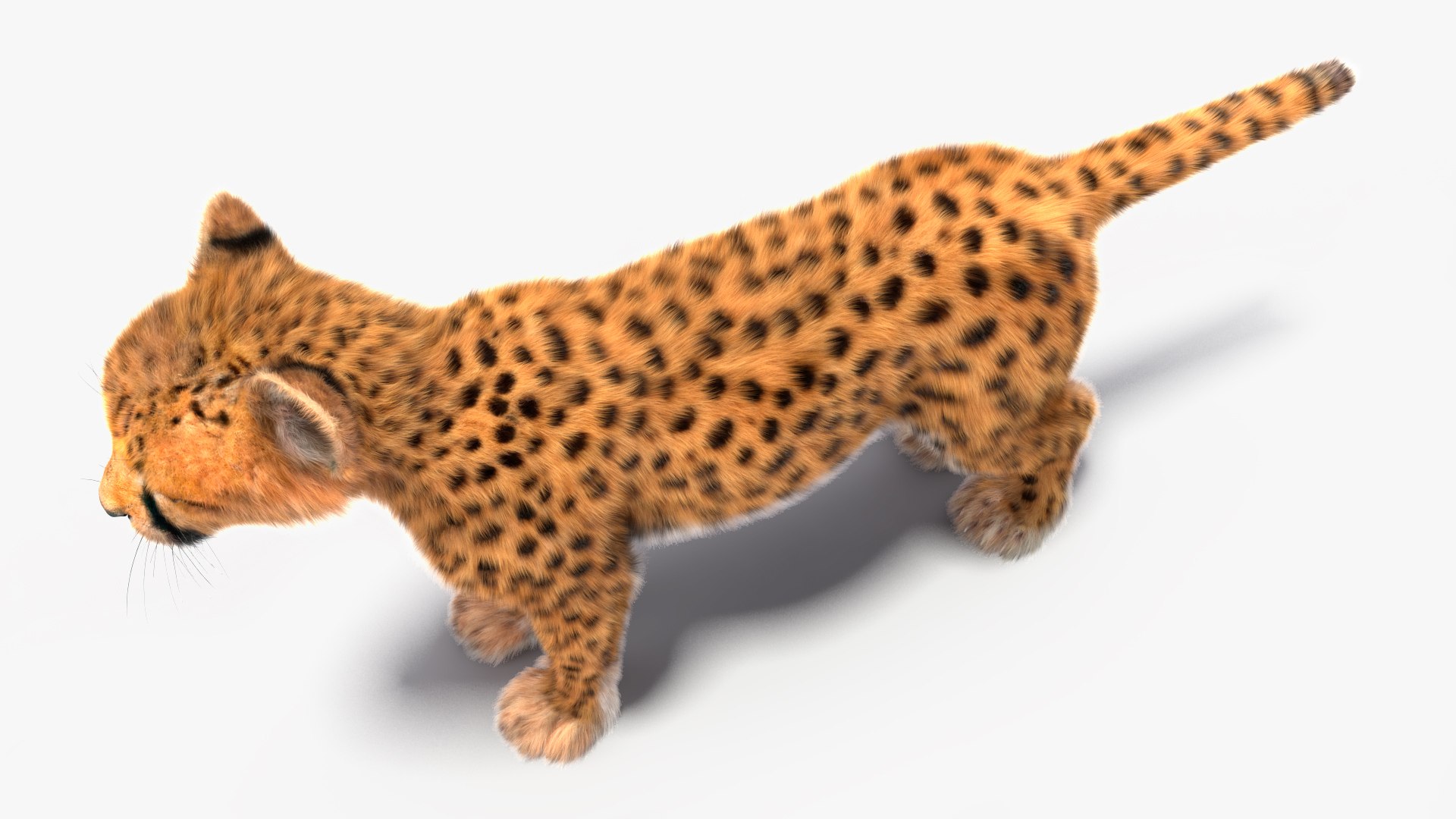 Cheetah Cub Fur 3D Model - TurboSquid 2359057