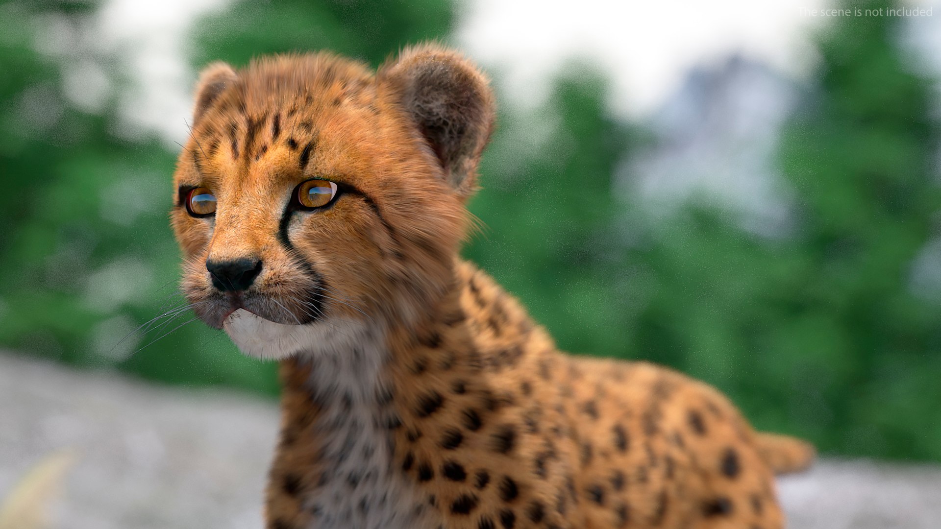 Cheetah Cub Fur 3D Model - TurboSquid 2359057