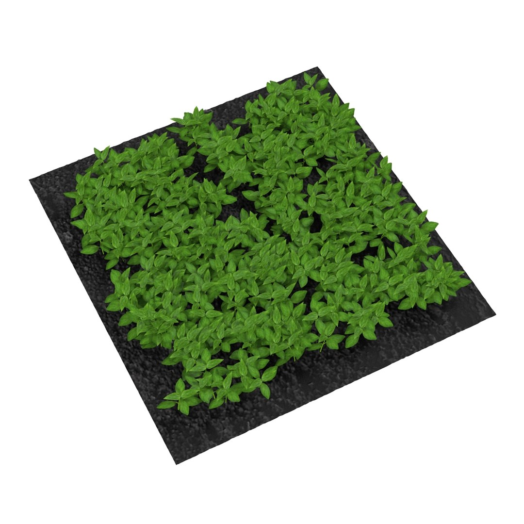 Basil Plants Garden 3d Model