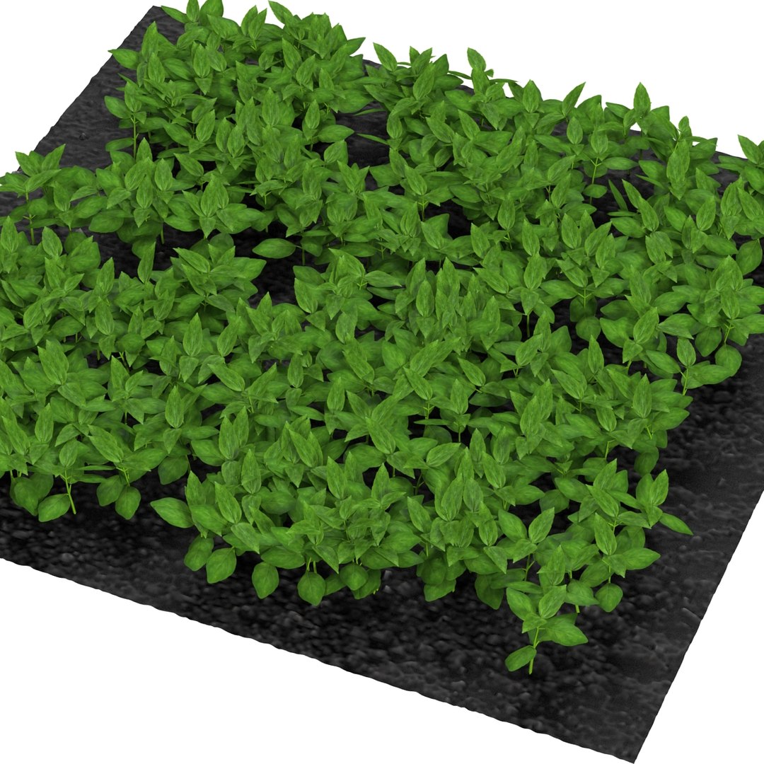 Basil Plants Garden 3d Model