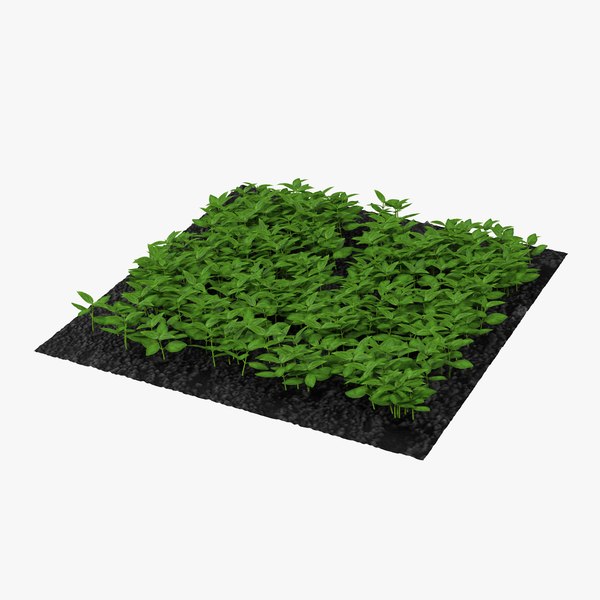 basil plants garden 3d model