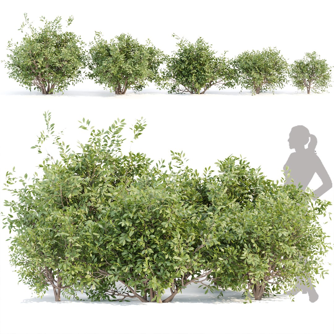 Bushes Collection Vol 154 3D Model - TurboSquid 1995701