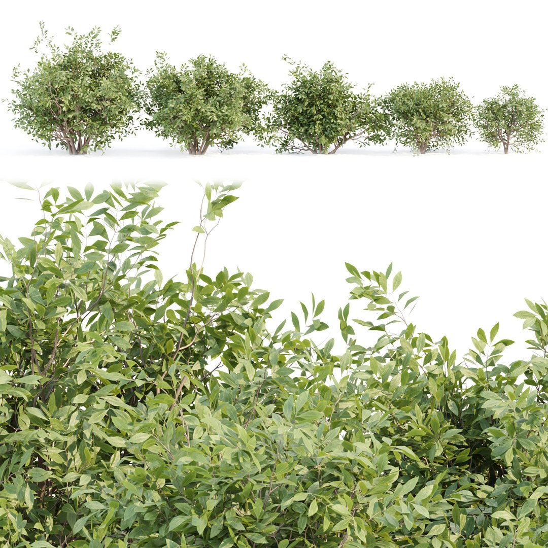 Bushes Collection Vol 154 3D Model - TurboSquid 1995701