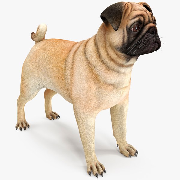 3d realistic rigged model