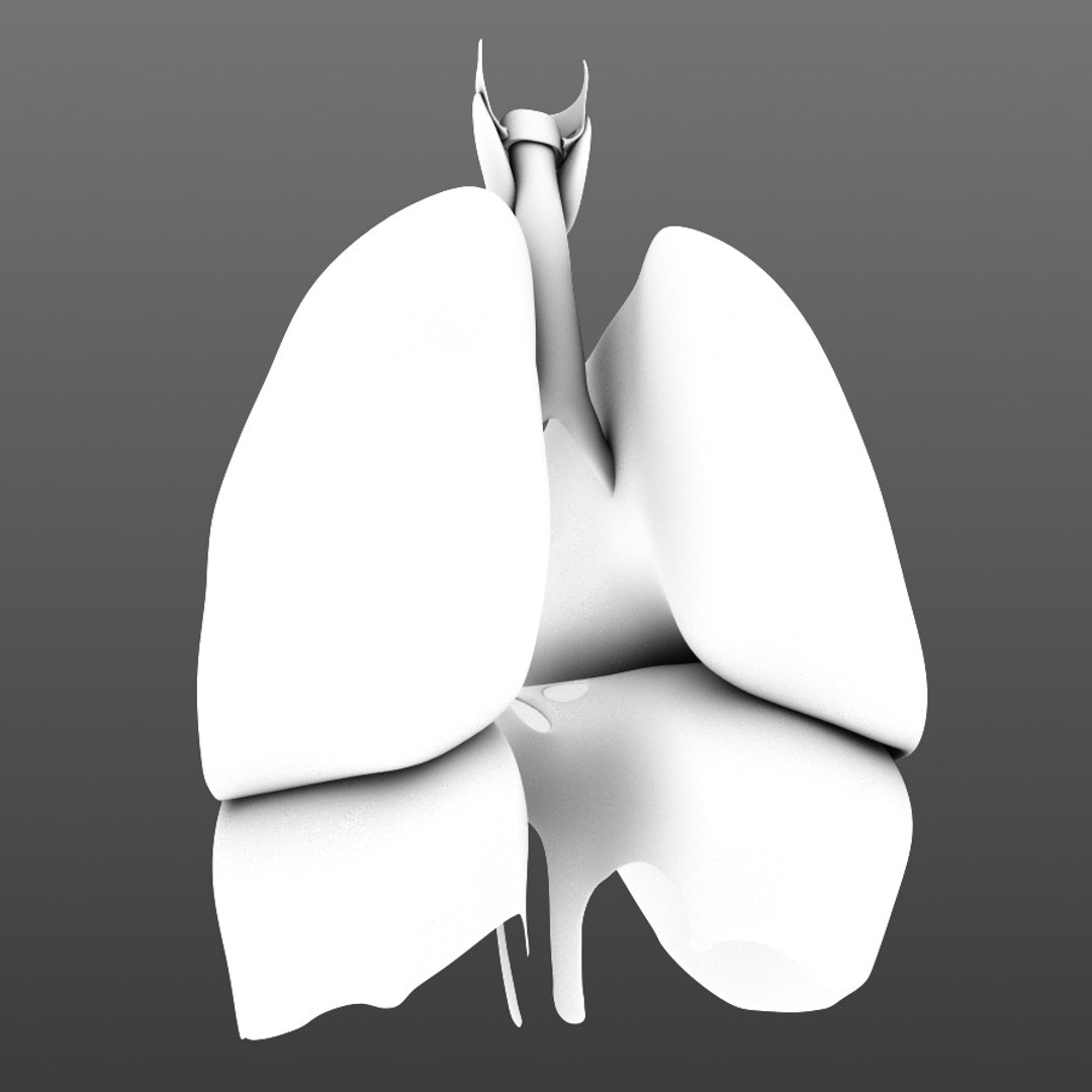 3d Realistic Human Lungs Animation