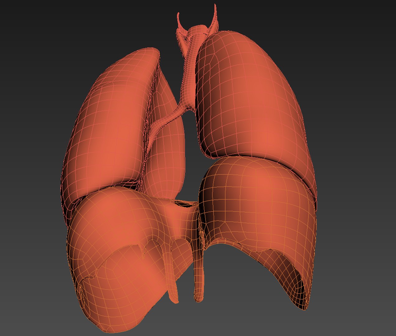 3d realistic human lungs animation