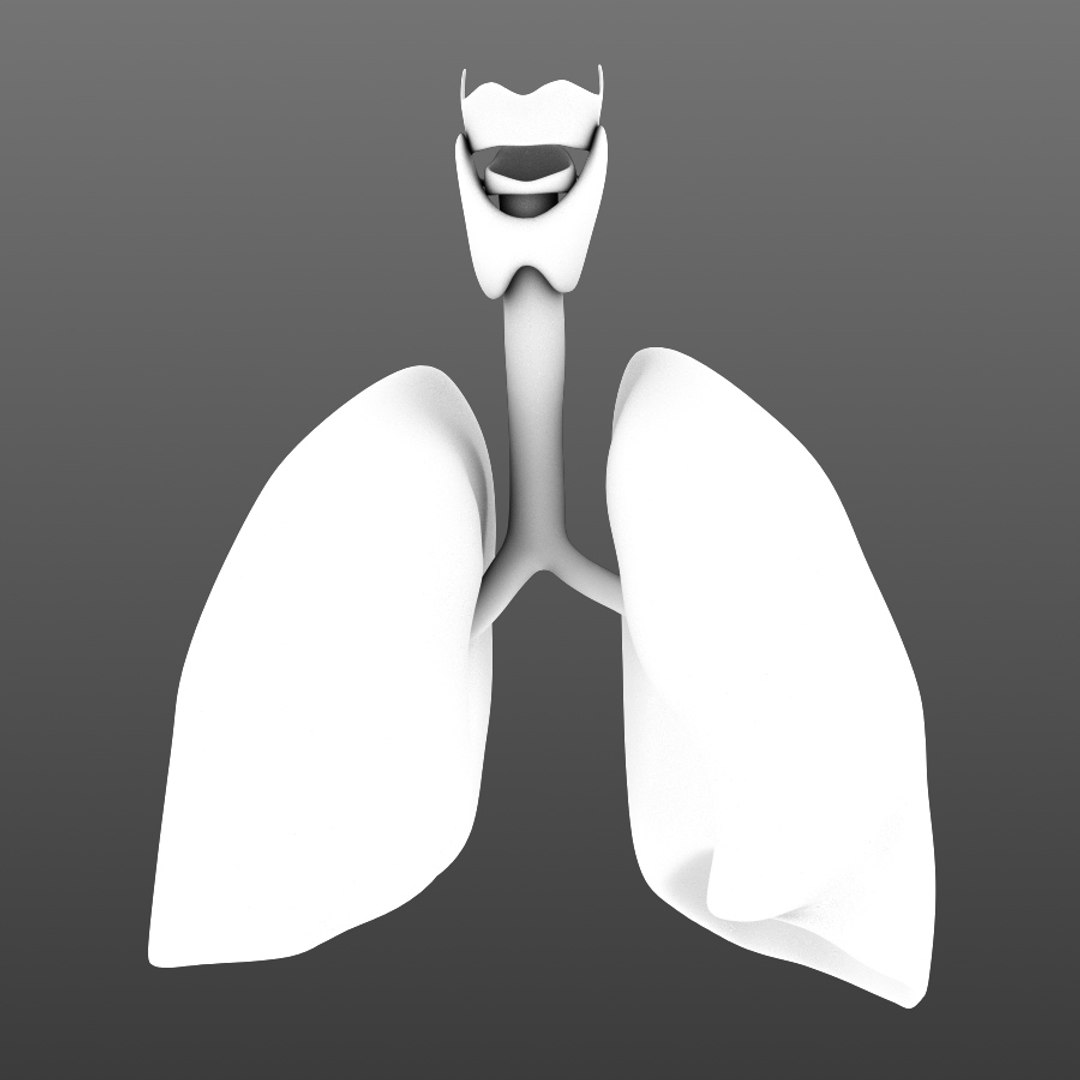3d Realistic Human Lungs Animation