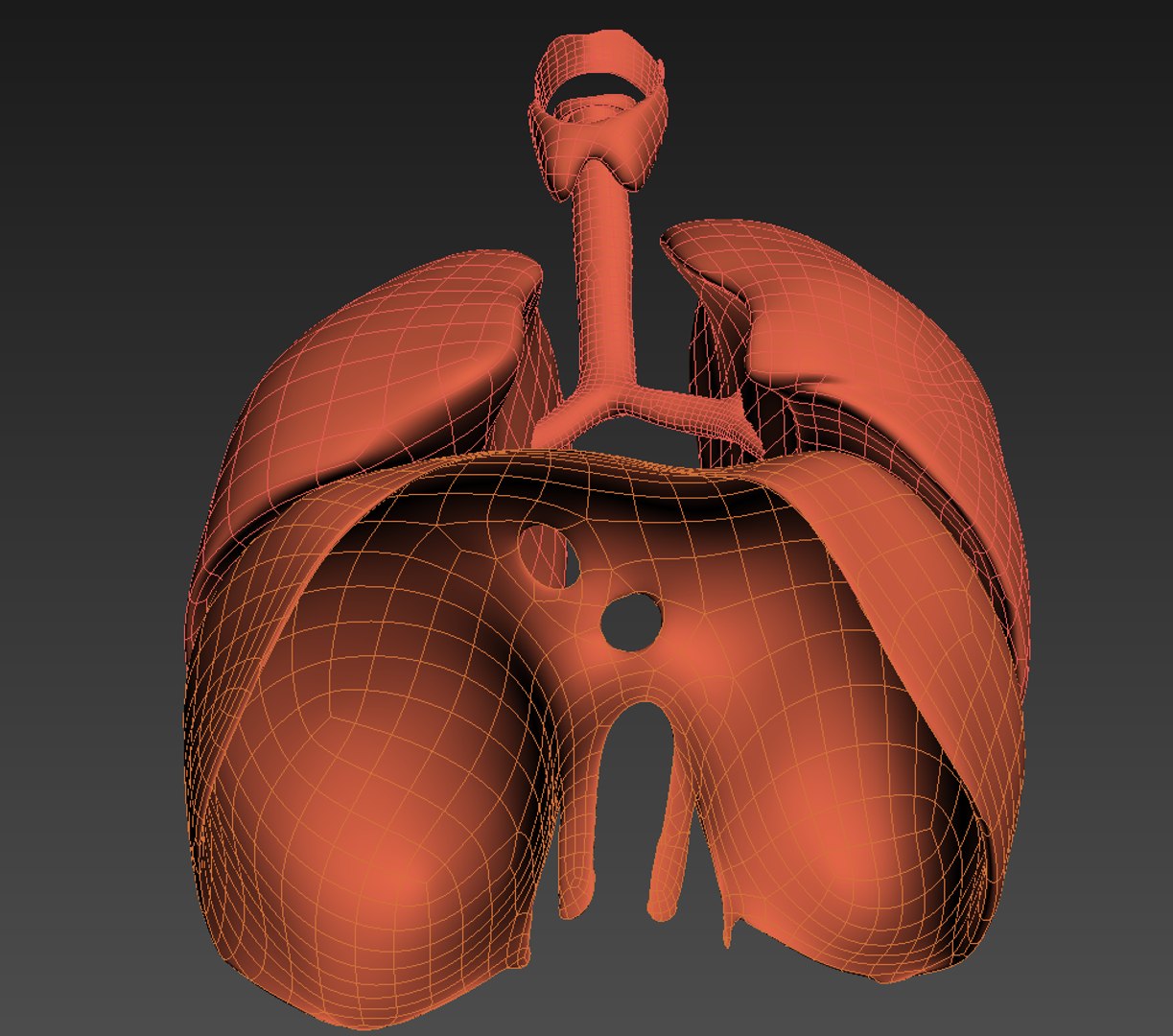 3d realistic human lungs animation