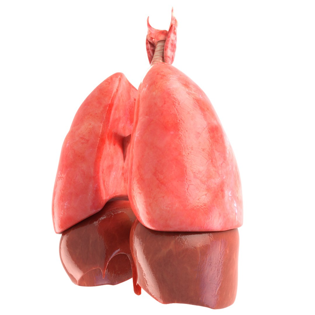 3d Realistic Human Lungs Animation