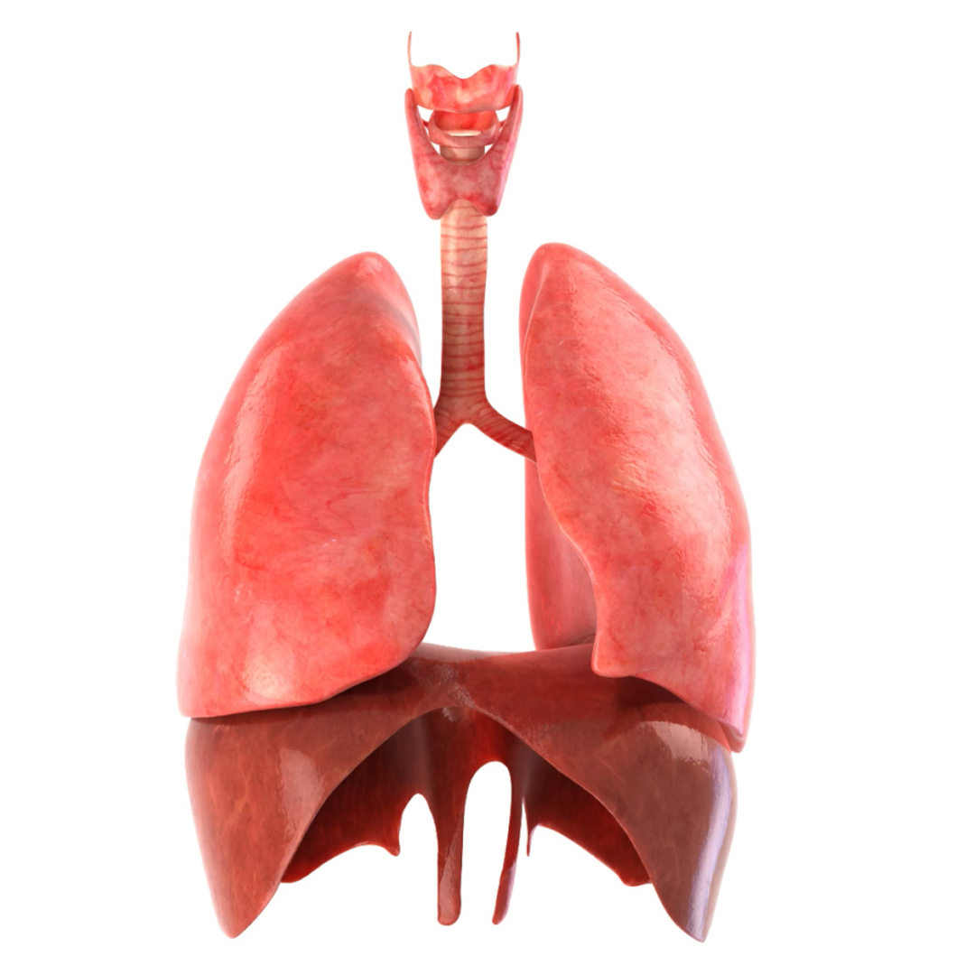 3d Realistic Human Lungs Animation