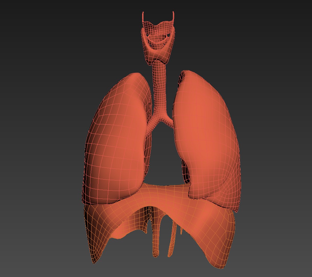 3d Realistic Human Lungs Animation