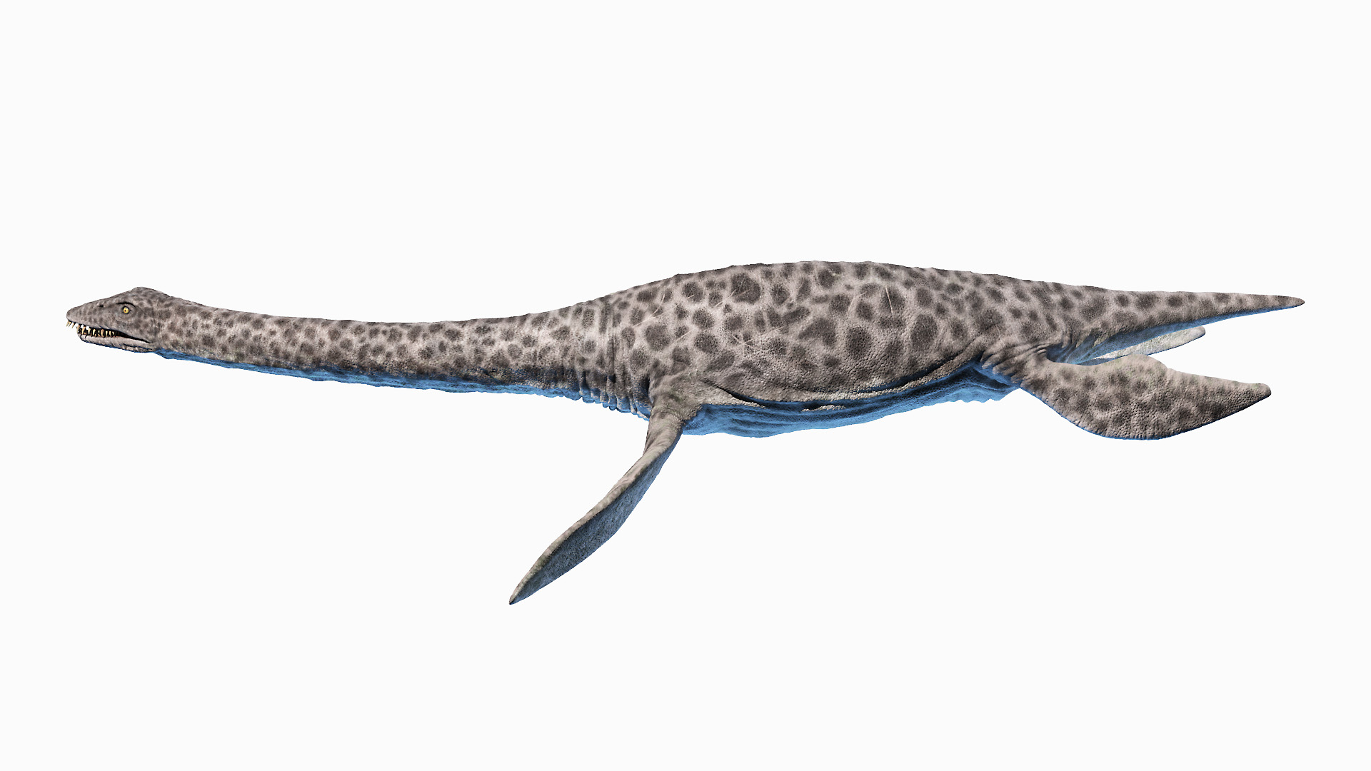 Plesiosaurus 3D - TurboSquid 1664130